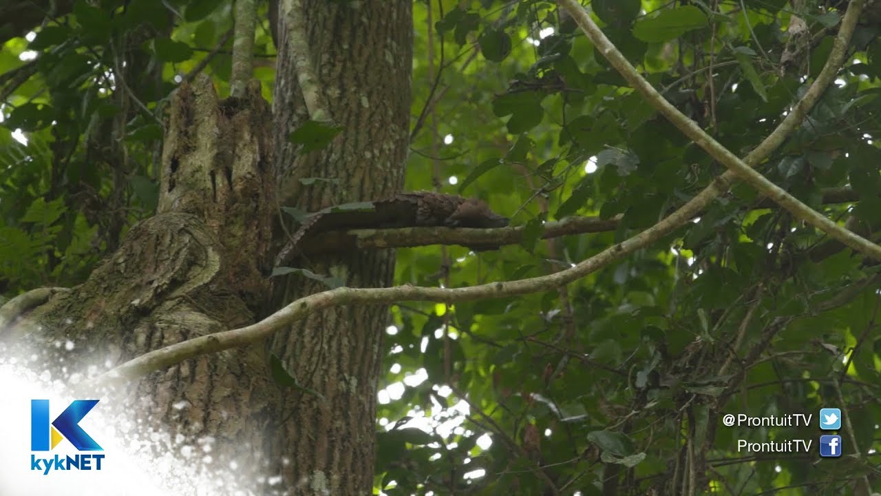 Hoekom ’n dokumentêre rolprent oor ’n ietermagog? Seg 1 - PRONTUIT | 24 ...
