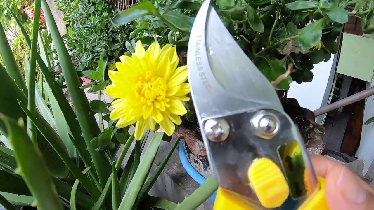 Menanam Bunga Krisan Dengan Cara Stek Pucuk - YouTube