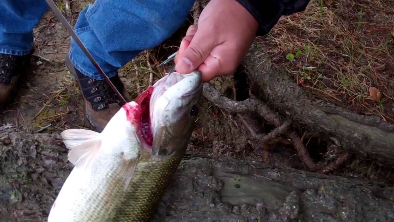 Bleeding today's catch - YouTube