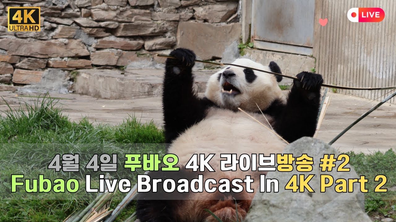 4월4일의 오후 푸바오를 4K 고화질 방송으로 만나보세요.(4K Fubao Live Broadcasting) - YouTube