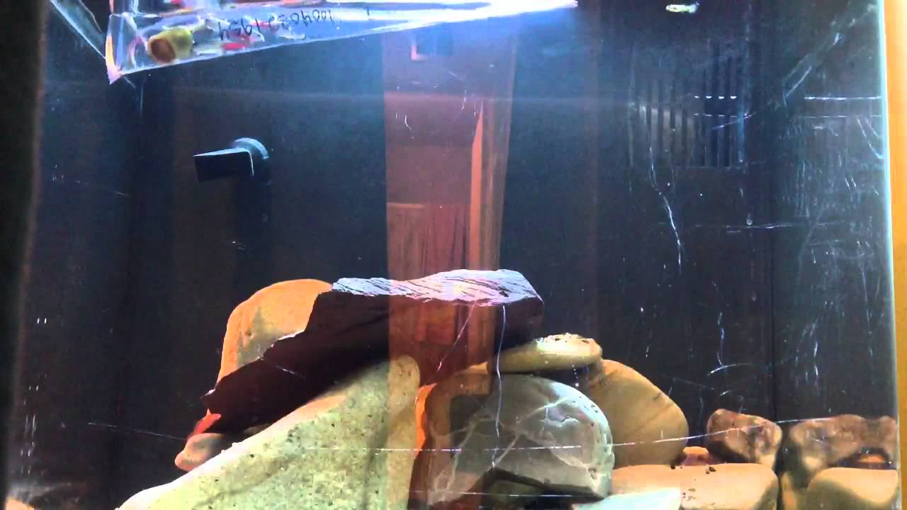 How to: Acclimating Fish to Aquarium - YouTube