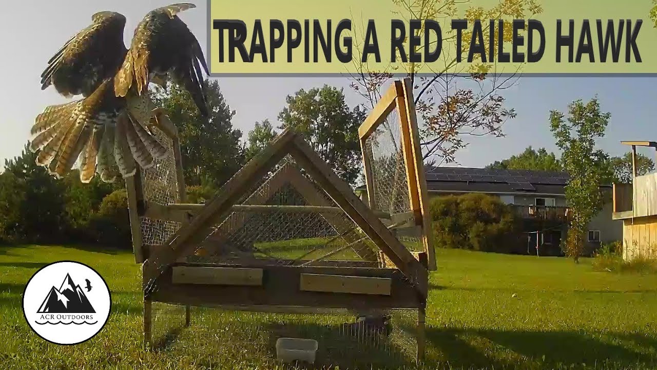 TRAPPING A RED TAILED HAWK - ACR Outdoors - YouTube