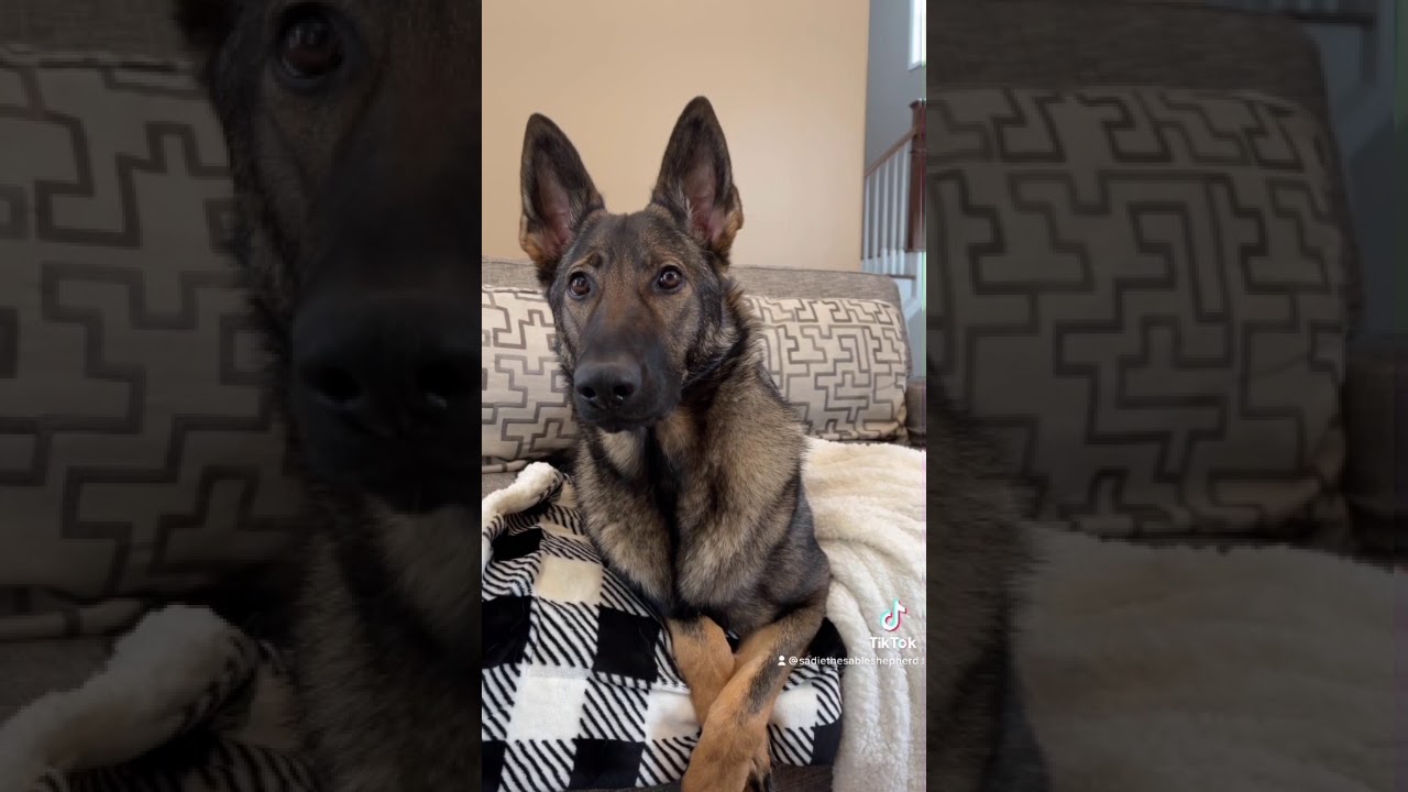 SIRI VOICEOVER SADIE THE SABLE SHEPHERD TIKTOK COMPILATION 😂 - YouTube