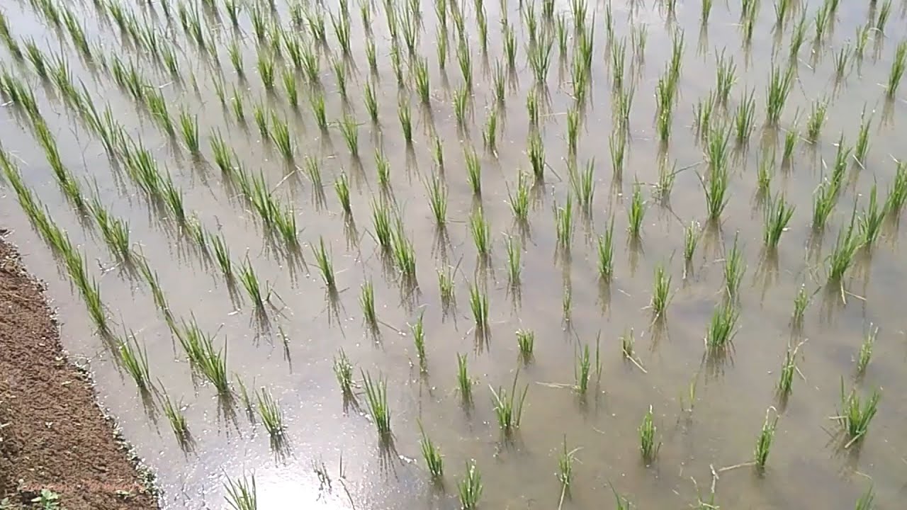 Paddy Field around 20 days after Transplanting Pre-germinated Seedlings ...