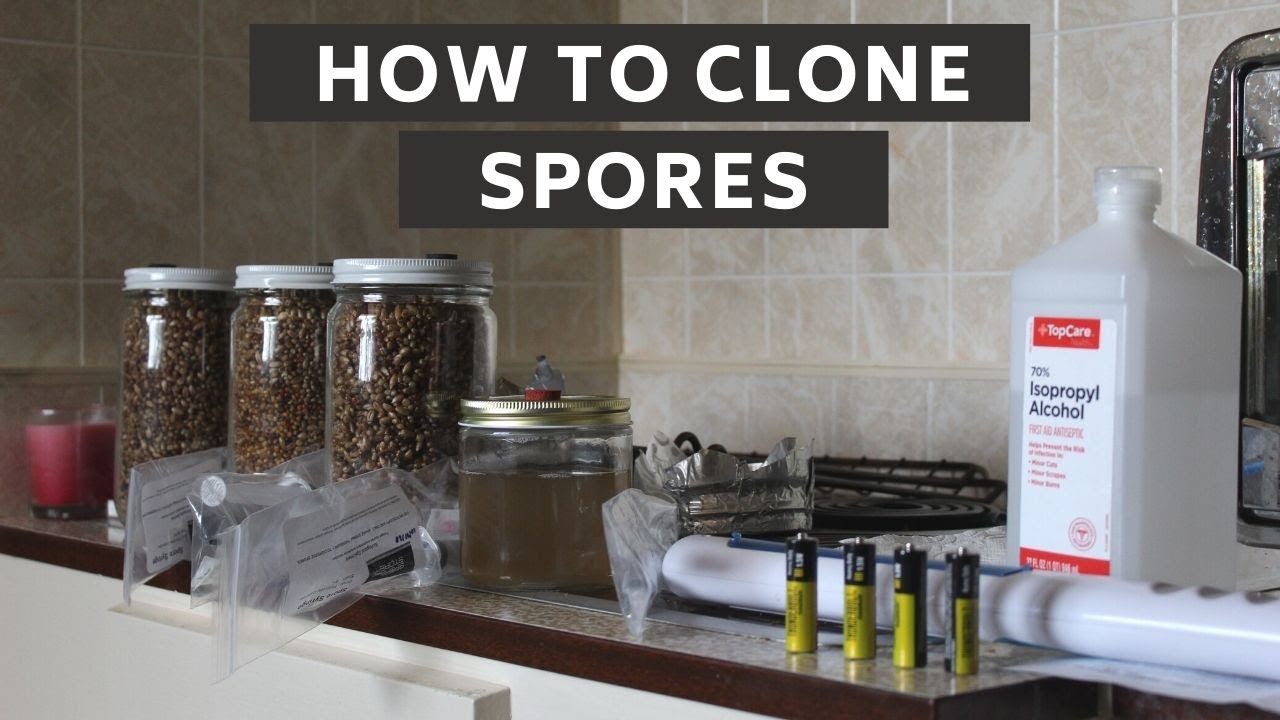 How To Clone Any Mushroom Genetics with Liquid Culture - YouTube