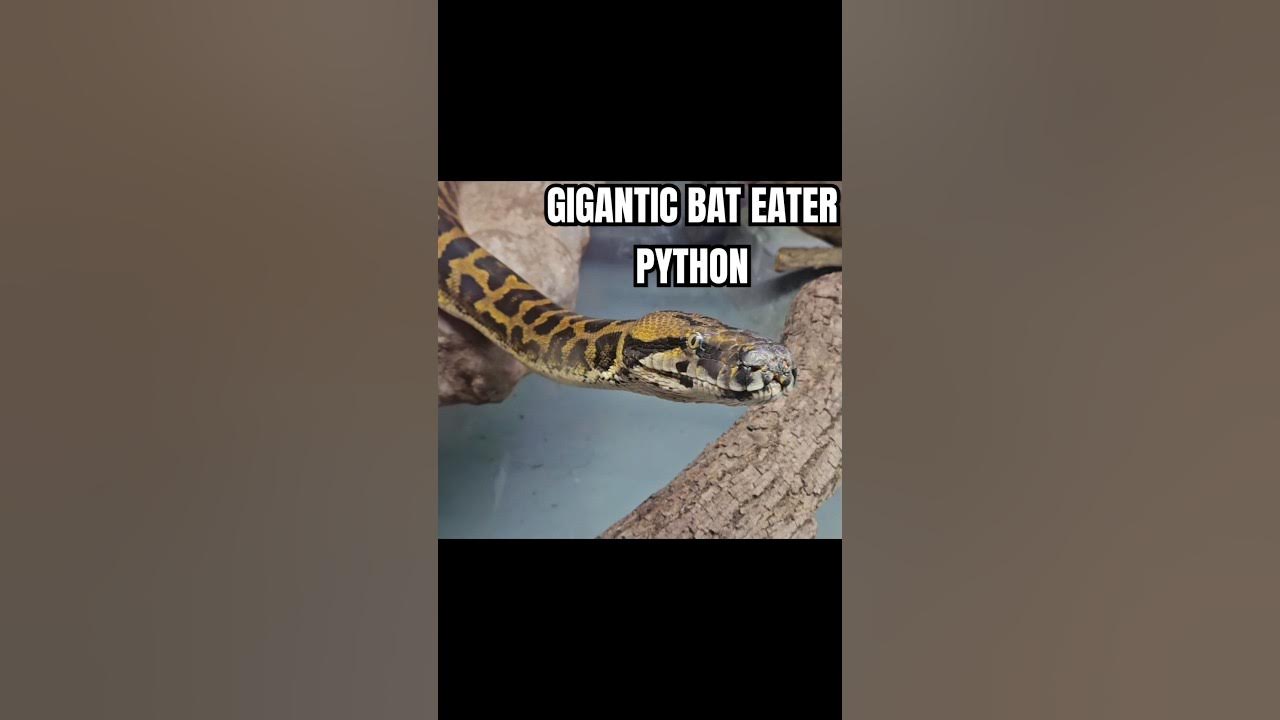 Gigantic Bird Eater Python #pythonsnake #snake #snakes #reptiles #animals - YouTube