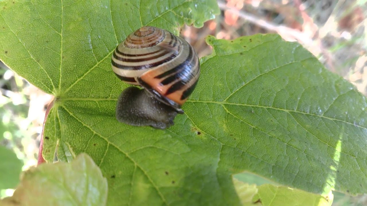 A snail waking up - YouTube