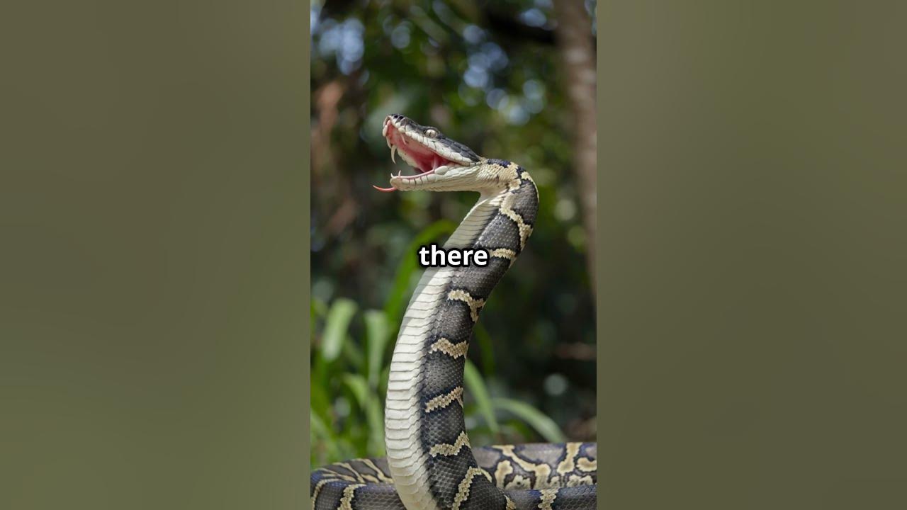 pythons that can eat humans - YouTube