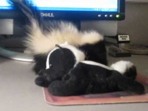 Orphaned baby skunk - YouTube