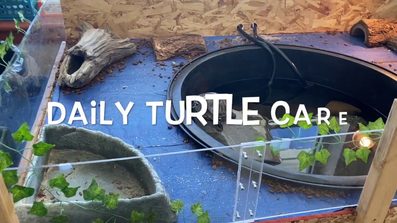 Daily Turtle Care - YouTube