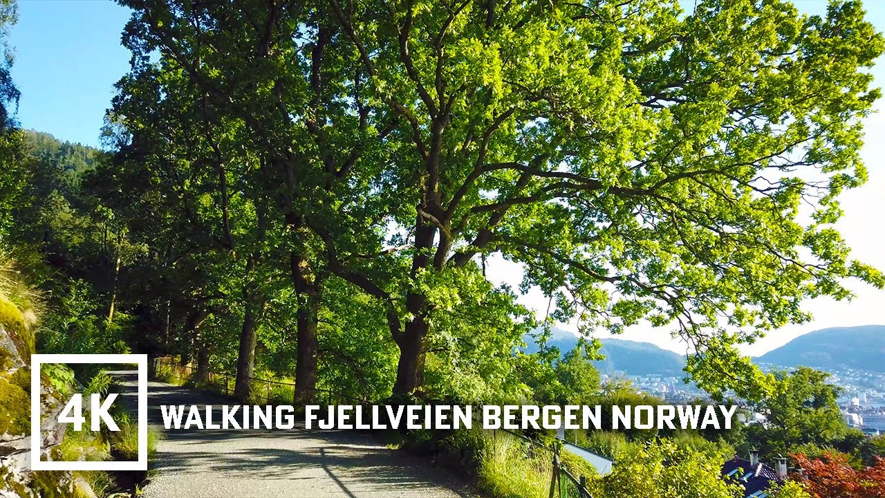 Walking through Green Trees Fjellveien Bergen Norway 4k Nature Ambience ...