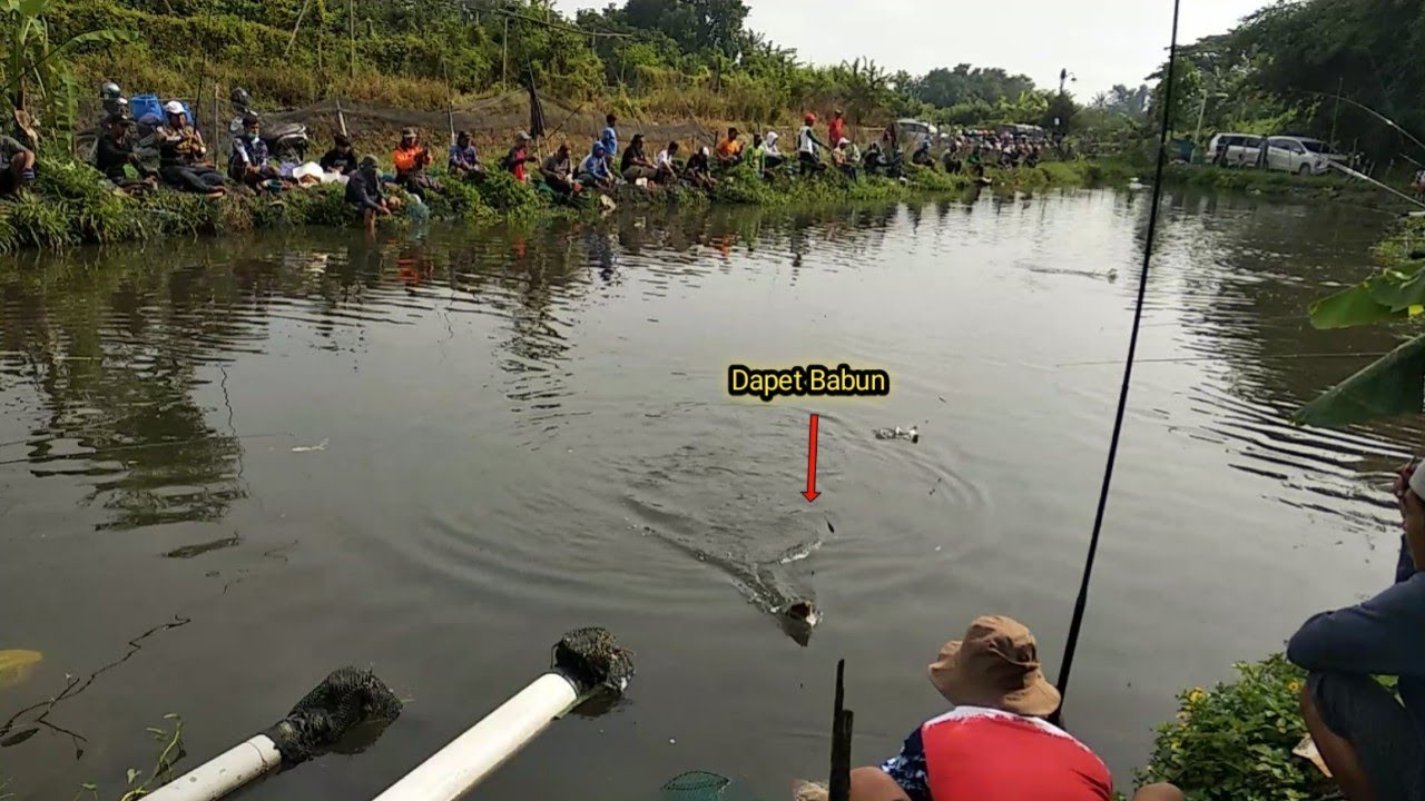 Mancing Bareng Angler Se Kota Solo Raya, Full Strike!! - YouTube