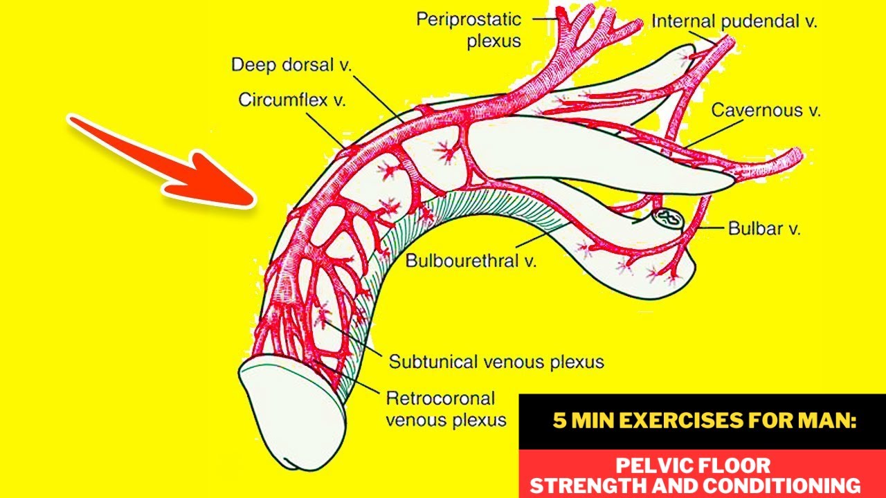 5 Min Exercises for man: Pelvic Floor Strength and conditioning - YouTube