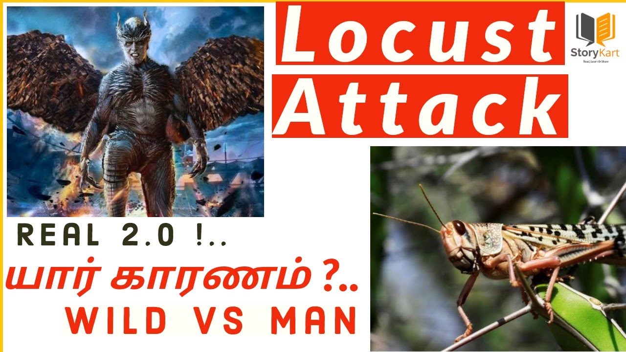 Locust Attack In India 2020 | locust Plague In India |locust swarm ...