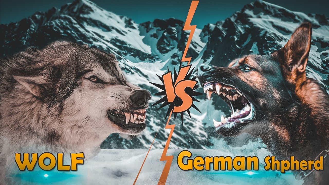 German shepherd vs Wolf || Who Would Win - YouTube
