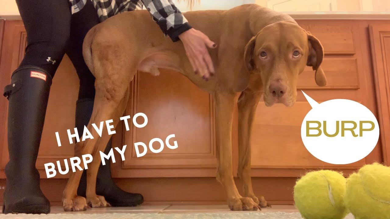I have to BURP my DOG! - YouTube