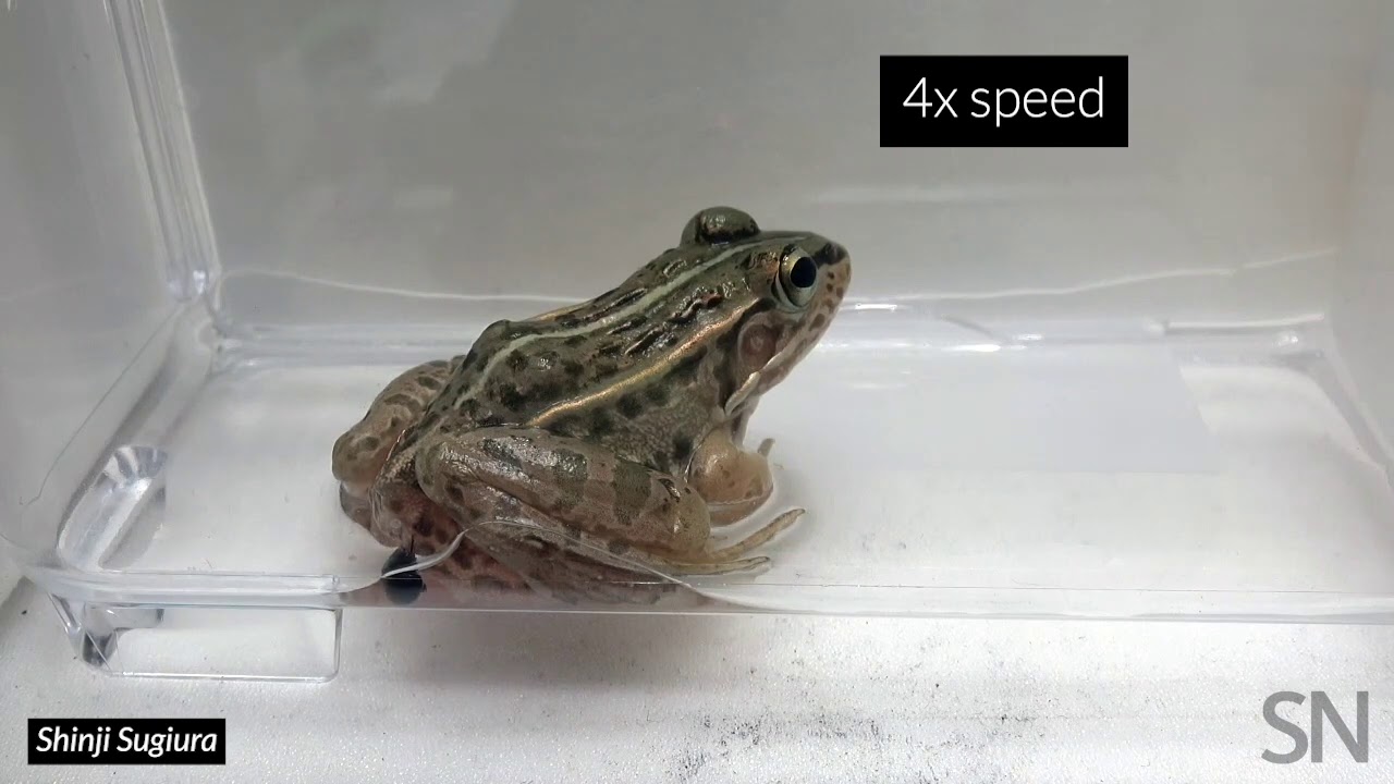 A water beetle swallowed alive by a frog escapes through the butt ...