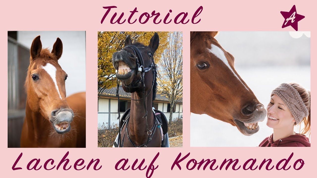 How To: FLEHMEN I dem Pferd LACHEN beibringen I Clicker Training ...