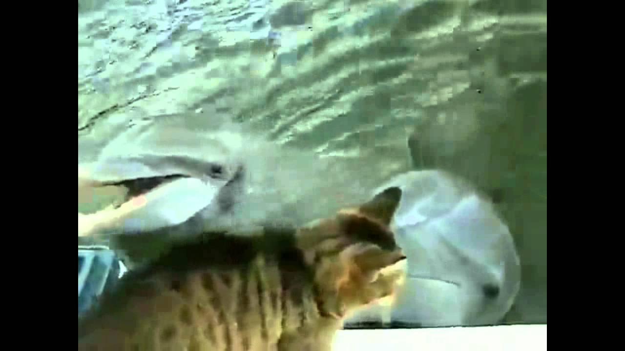 Cat and Dolphin //Кот и дельфин - YouTube