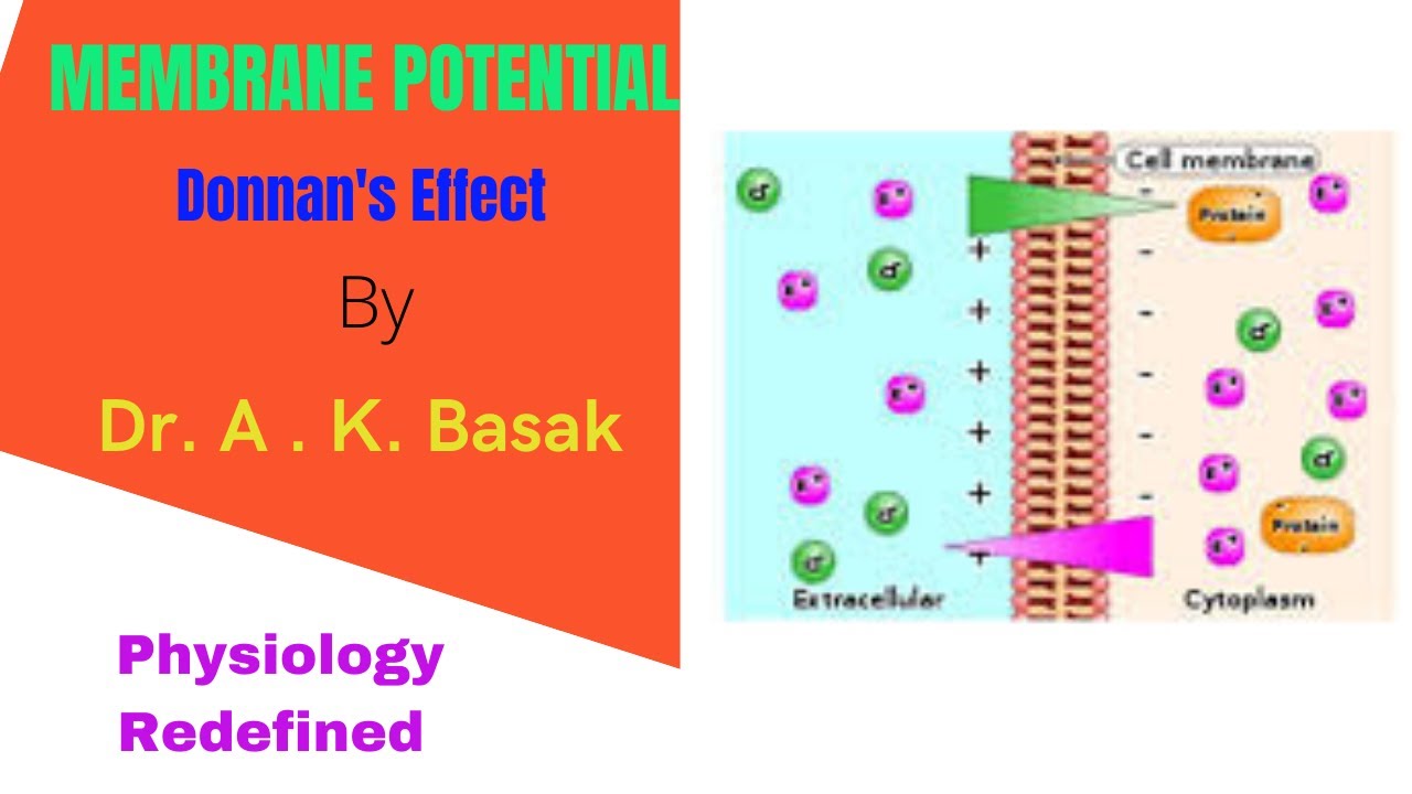 Membrane Potential: Gibbs Donnan Membrane Equilibrium or Donnan's ...