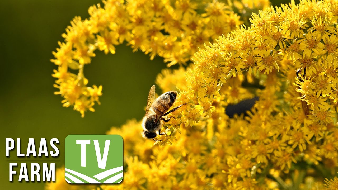 Ancient pollen and climate : Farm TV - 10 December 2021 - YouTube