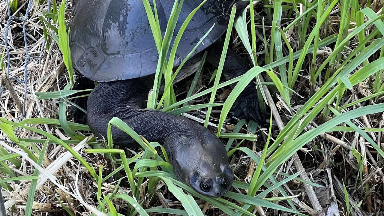Nesting Broad-shelled Turtles - YouTube