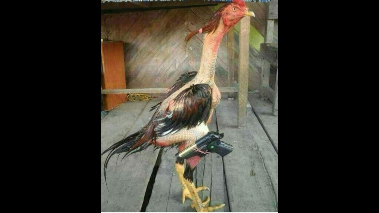 Poninas el gallo de guanajuato el mejor chiste del mundo - YouTube