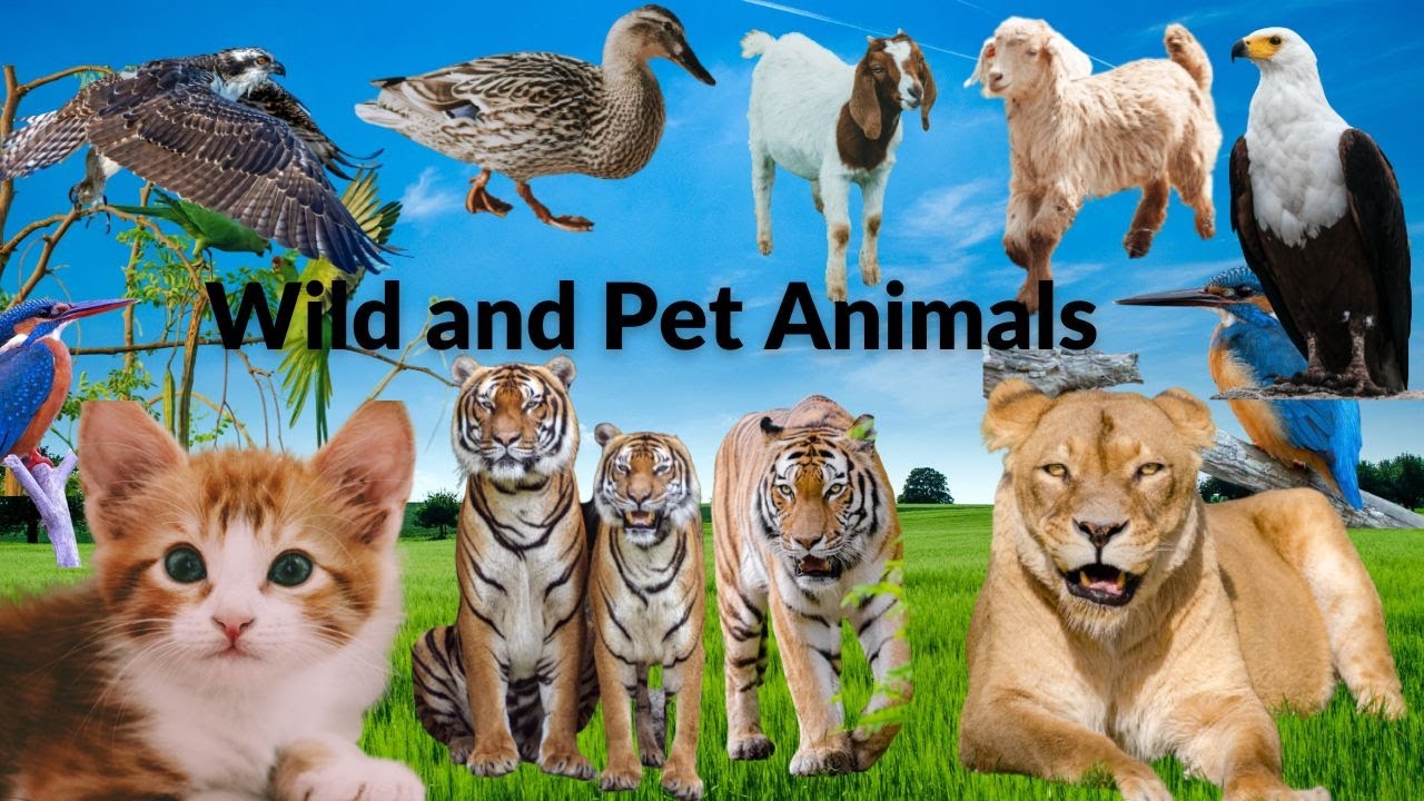 Moment of Wild Pet Animals Scenes || Animals' Reaction video || Animals ...