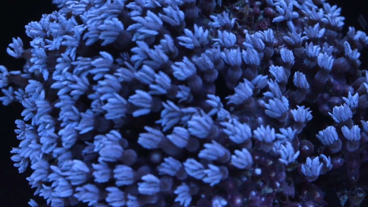 KELOMPOK 11 - FAKTA UNIK KARANG API (Tubipora musica) - YouTube