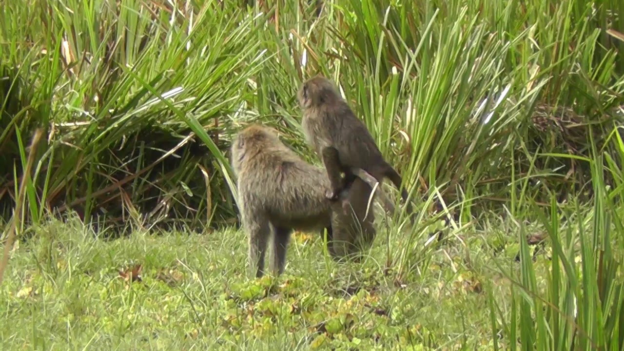 Baboon Taken By Surprise! - YouTube