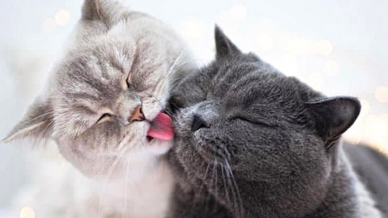 CRAZY CATS FUNNY VIDEOS COMPILATION (2019 Part 13 Cute Cats) - YouTube