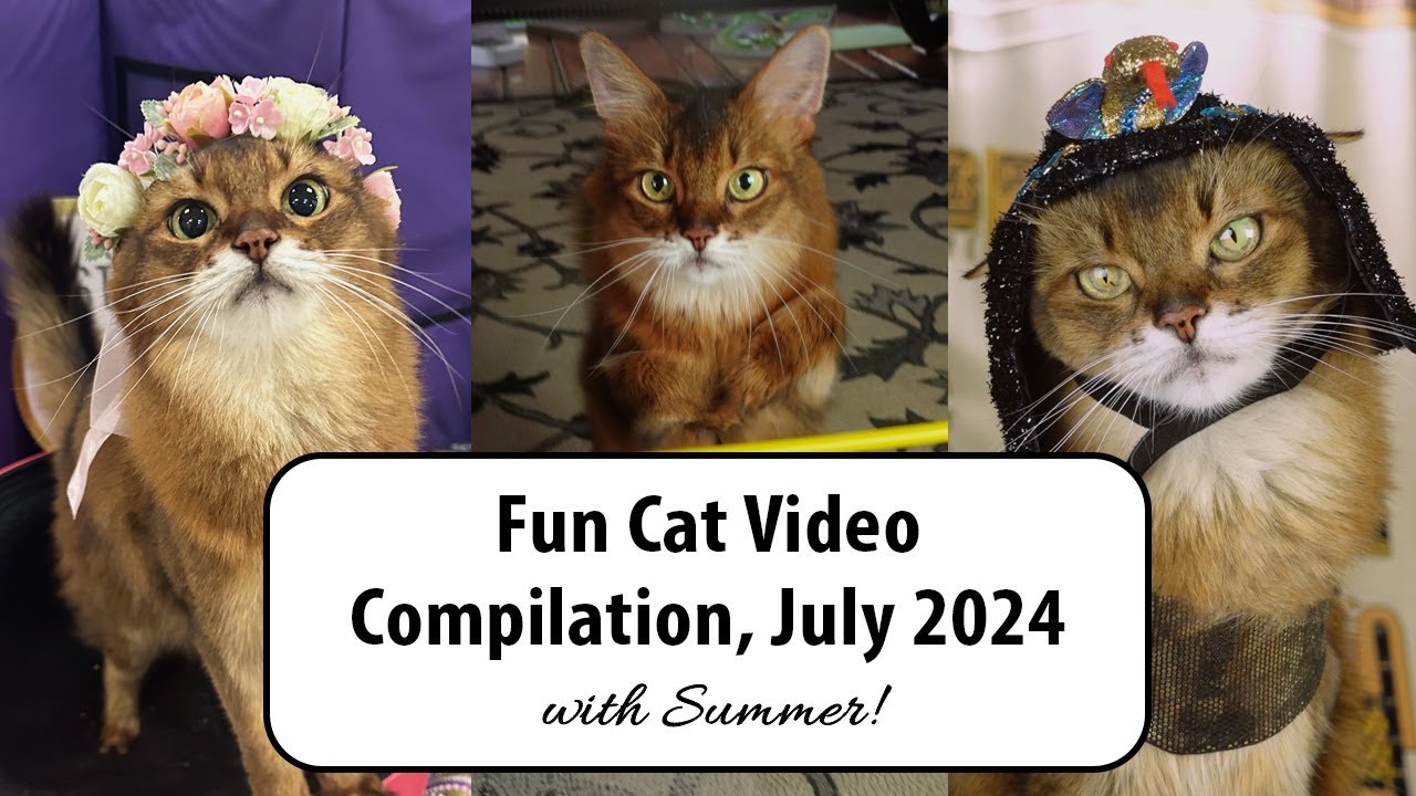 Fancy Cat Modeling, Cat Shows, Training Fun and More! 😺 #catvideos # ...