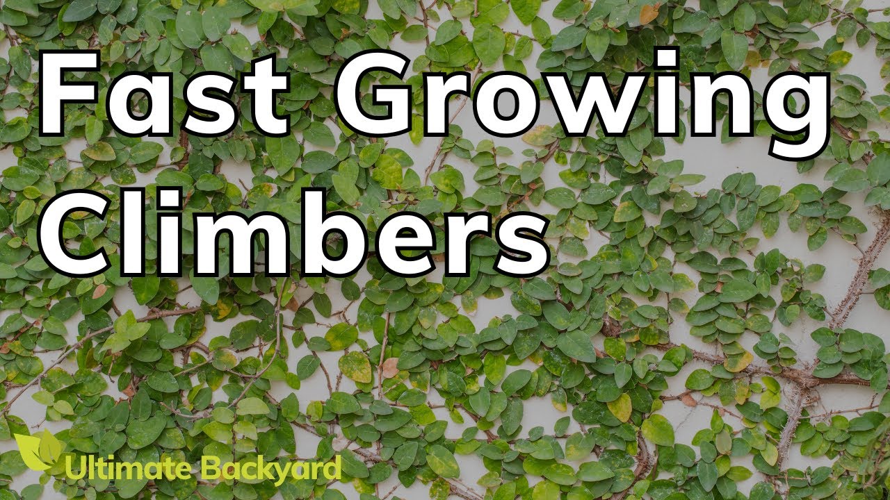7 Fast Growing Climbing Plants for Australian Gardens - YouTube