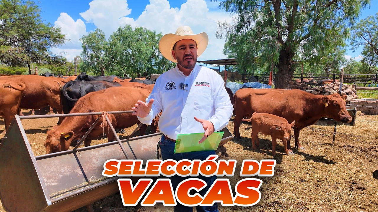 SELECCIÓN DE LA MEJOR VACA | Rancho Cinco Talentos - YouTube