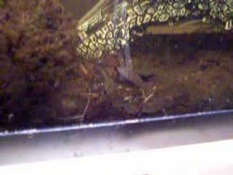 Jumping Salamander Larvae 1 - YouTube
