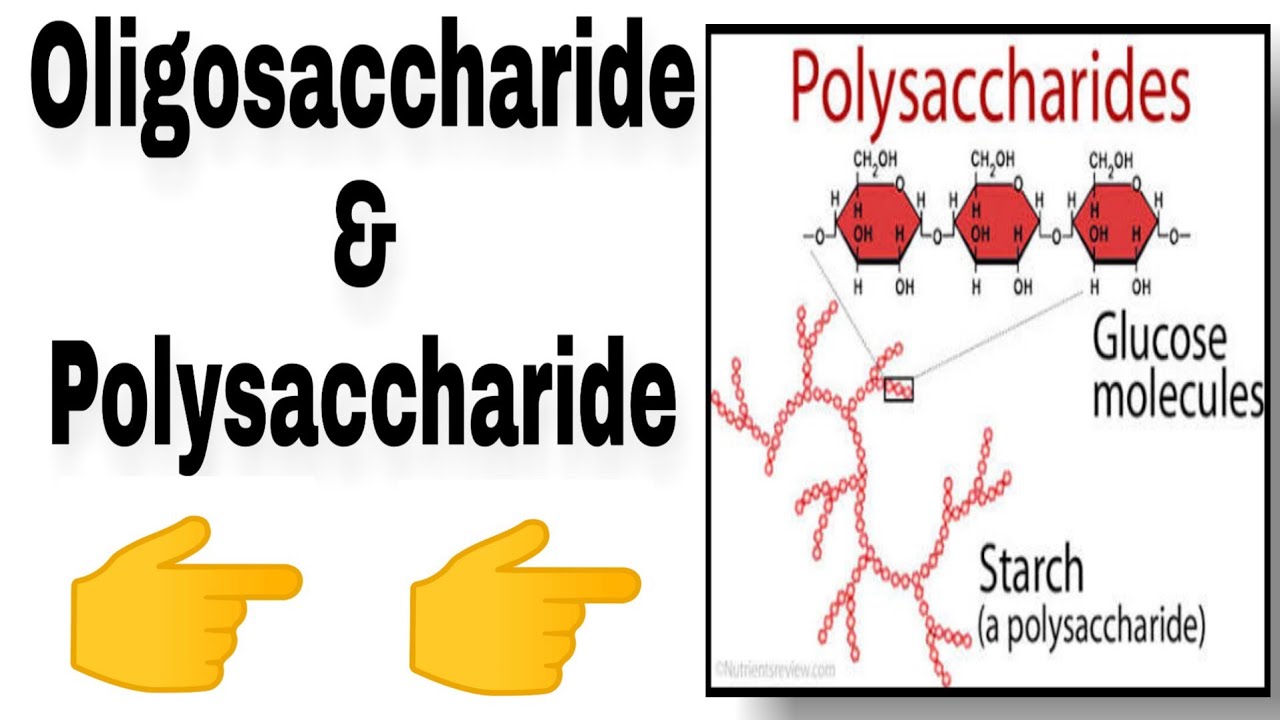Oligosaccharides & Polysaccharides. - YouTube