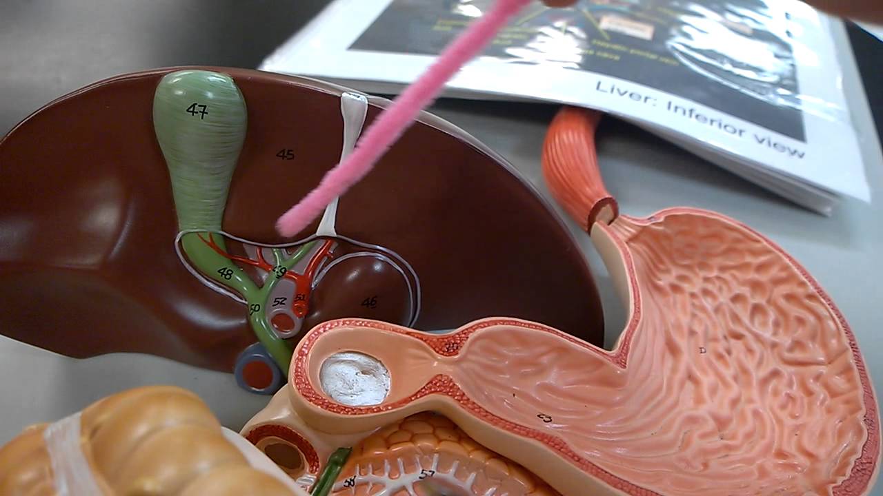 Digestive System PLaque 8 - YouTube