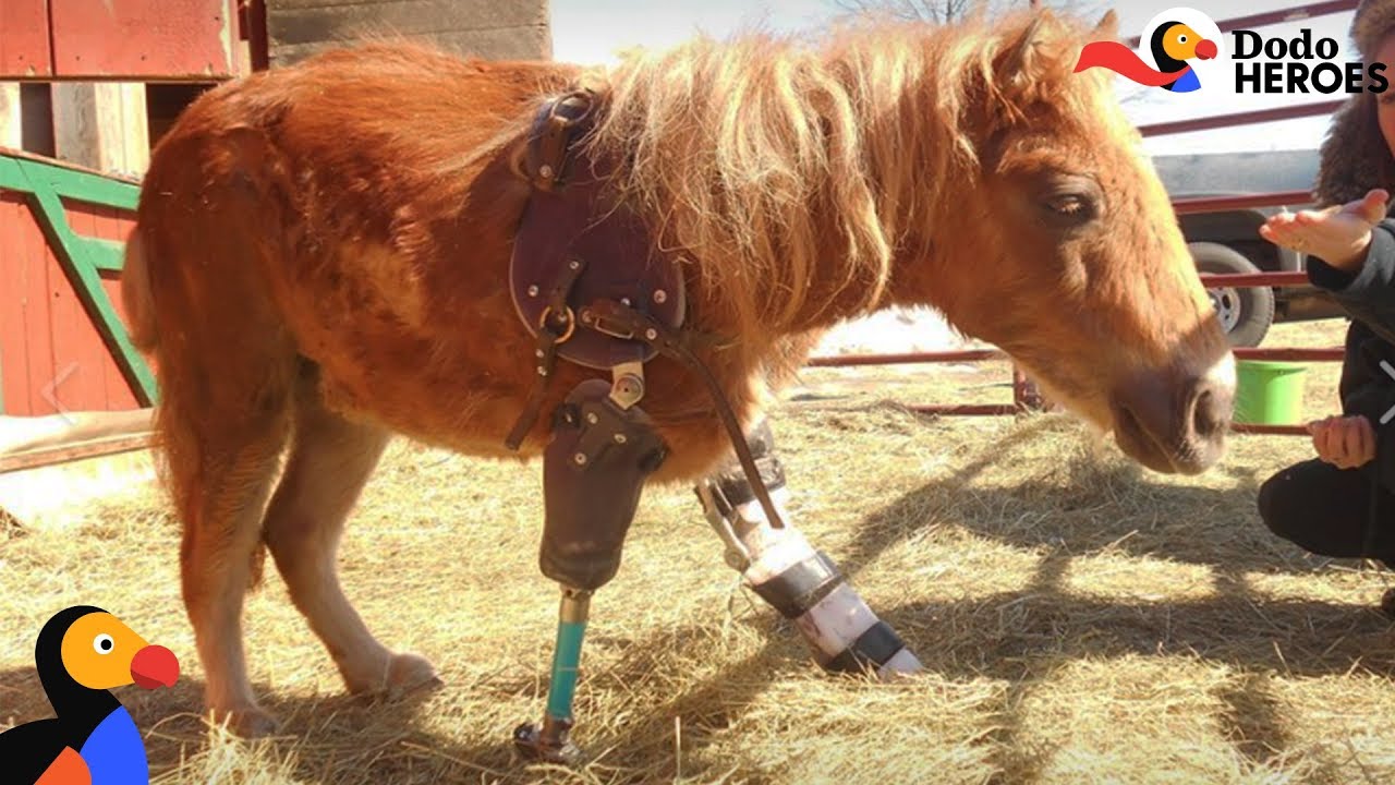 Mini Horse Who Lost Her Leg Is Pure Inspiration | Dodo Heroes Season 1 ...