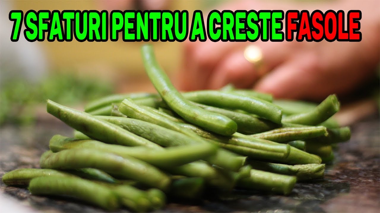 7 SECRETE PENTRU DUBLAREA PRODUCTIEI DE FASOLE | INVATA CUM SA CULTIVI ...