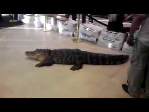 Tame American Alligator - YouTube