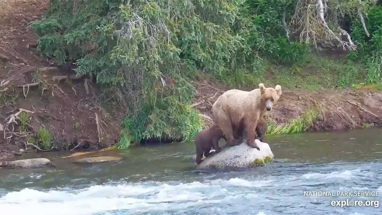 901 Brings Her Cubs to the Falls - July 26, 2023 (explore.org) - YouTube