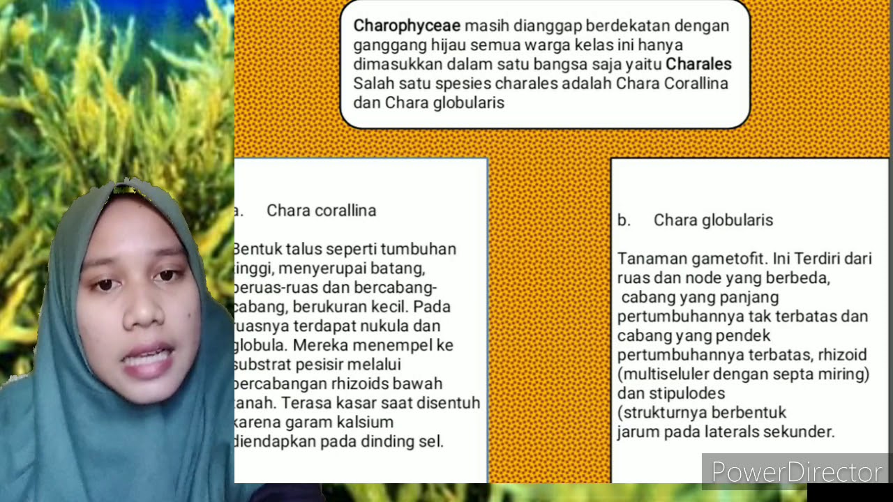 Tugas BTR ( Thallophyta, Anak Divisi alga2).FKIP.Unilak - YouTube