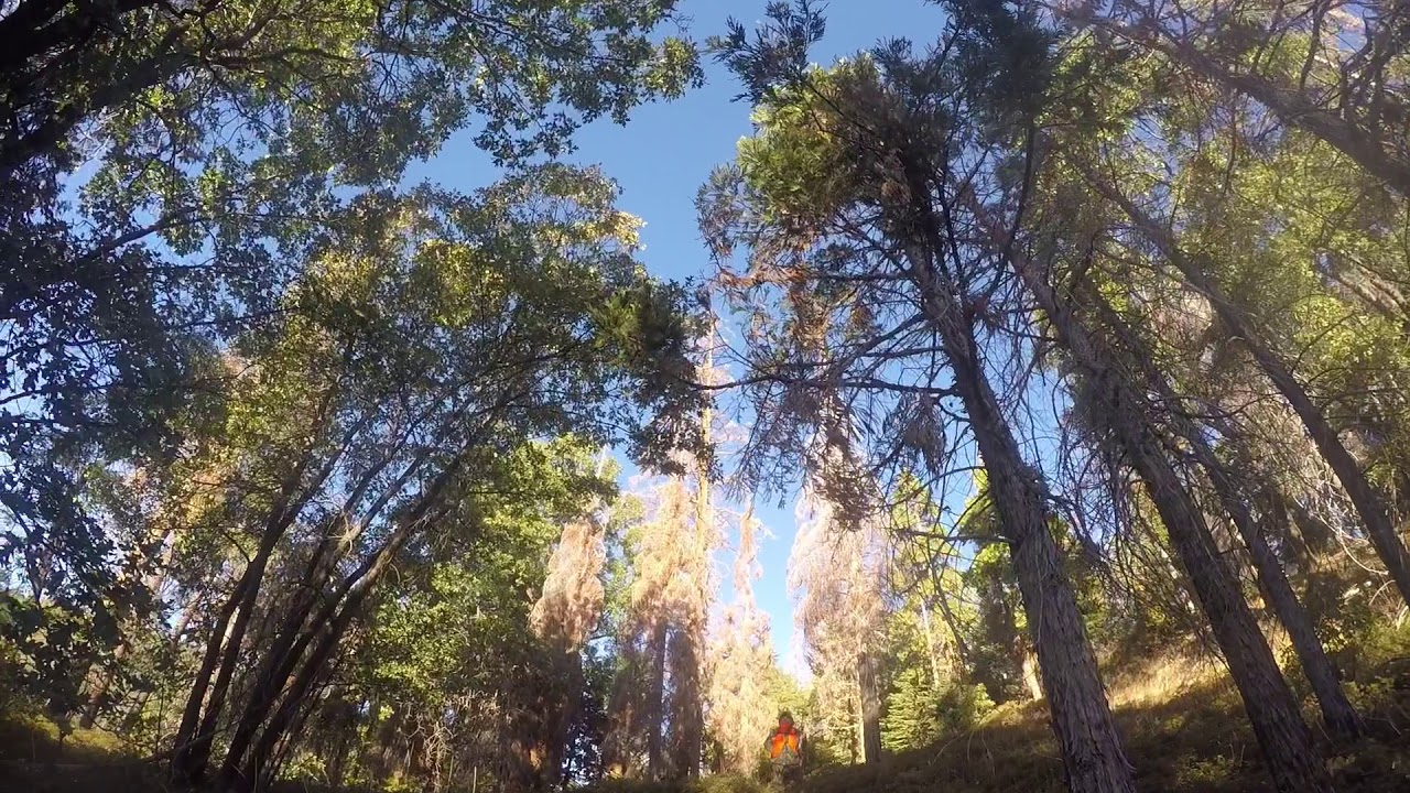 Deer Hunting Zone D8 2x2 - YouTube