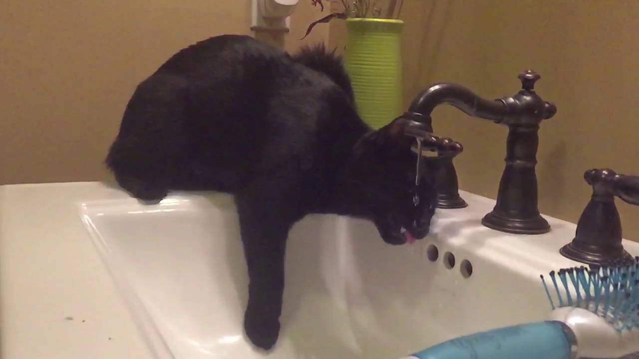 Cat drinking water slow motion - YouTube