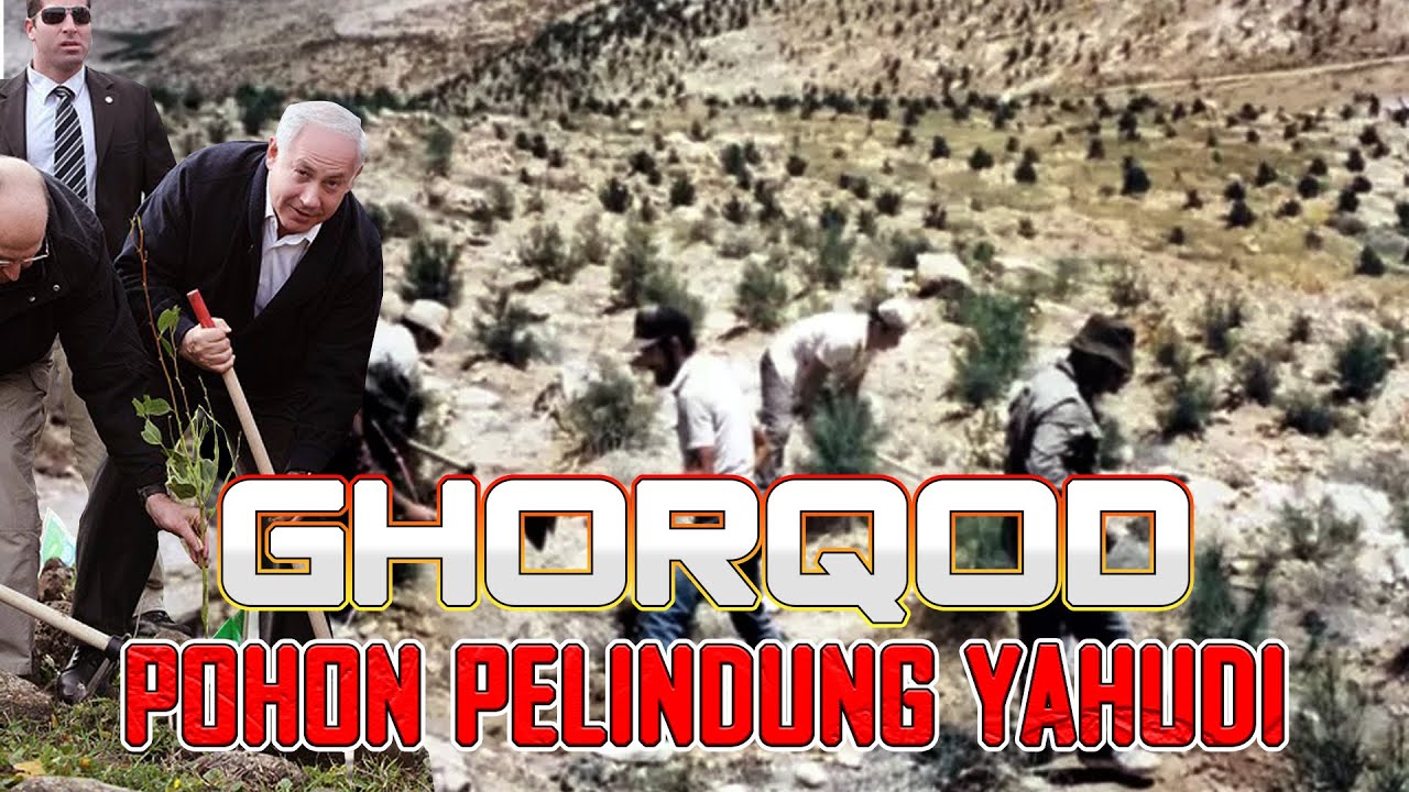 POHON YAHUDI GHARQAD | 220JT POHON INI DI BUDIDAYAKAN UNTUK BERSEMBUNYI ...