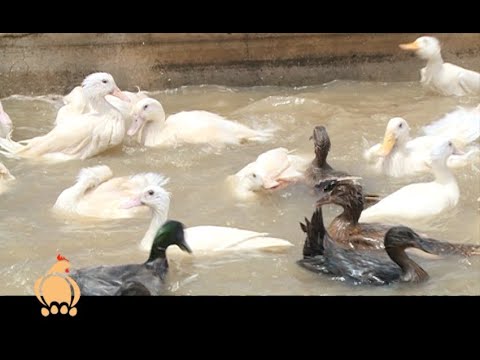 Duck farming guide for agribusiness, cheaper and simple - Poultry Part ...