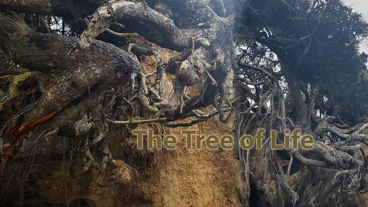 Tree of Life in Olympic Peninsula | Olympic National Park & Forest ...