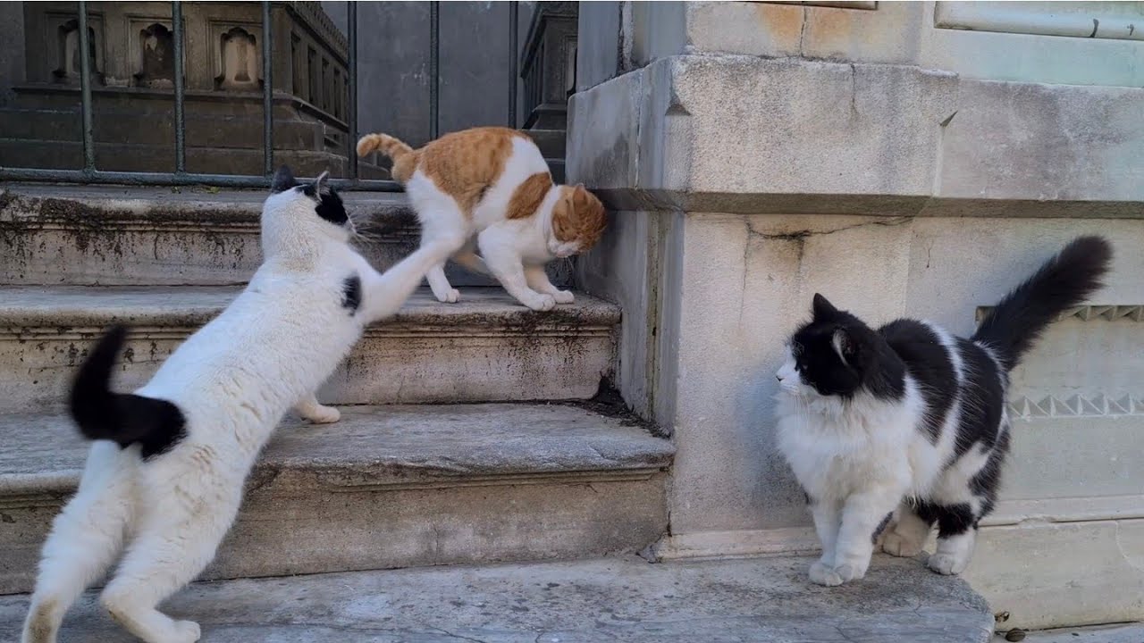 Poor little cat is excluded and beaten by other cats. - YouTube