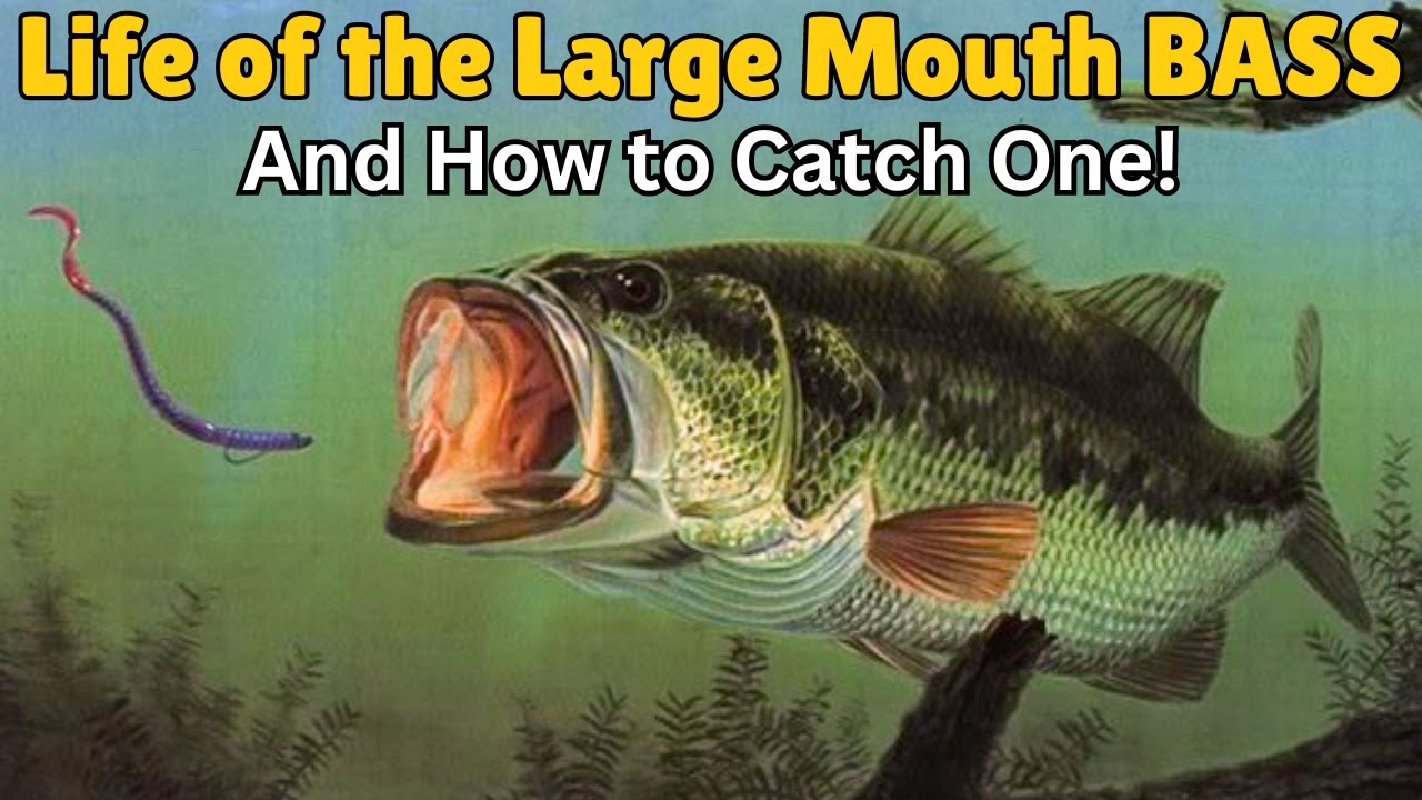 Life of the Largemouth Bass and How to Catch One! - YouTube