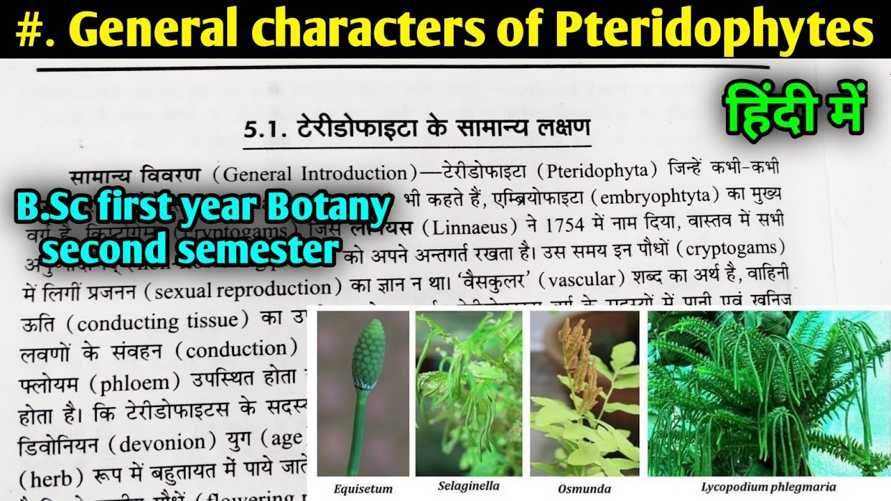 General Characters of Pteridophytes || Reproduction in Pteridophytes ...